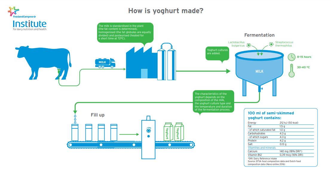 Infographic How is yoghurt made?